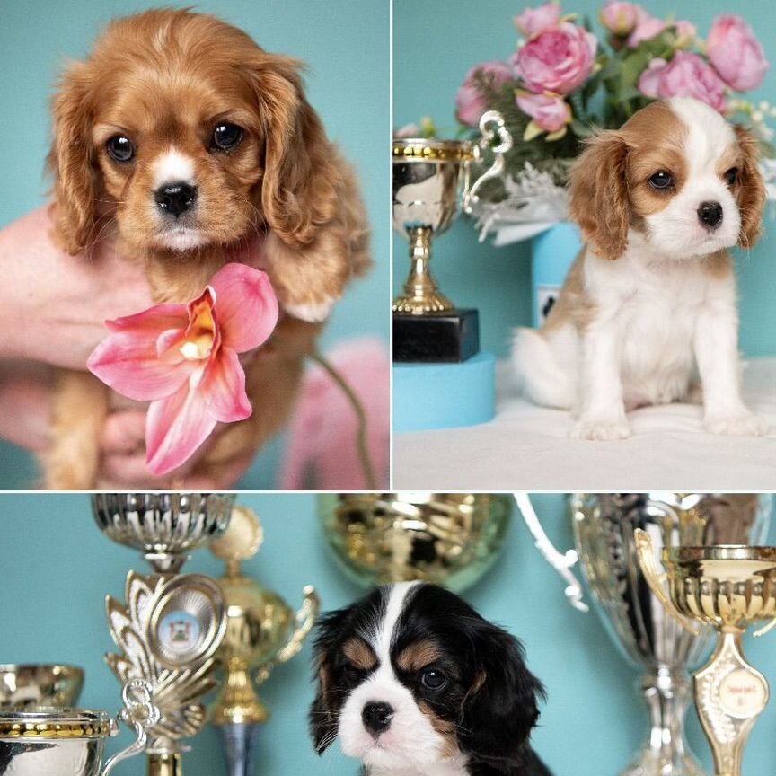 Кавалер кинг-чарльз-спаниель, щенок