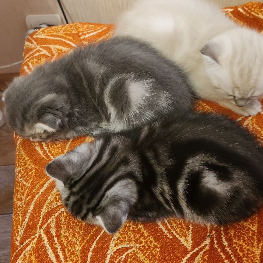 Шотландская вислоухая кошка