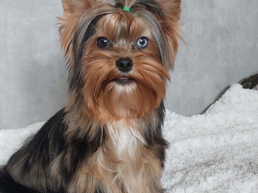 Йоркширский терьер девочка