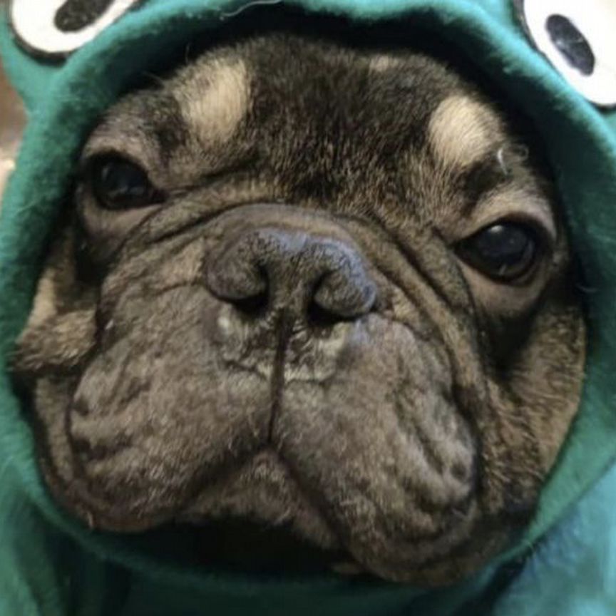 Французский бульдог, щенок