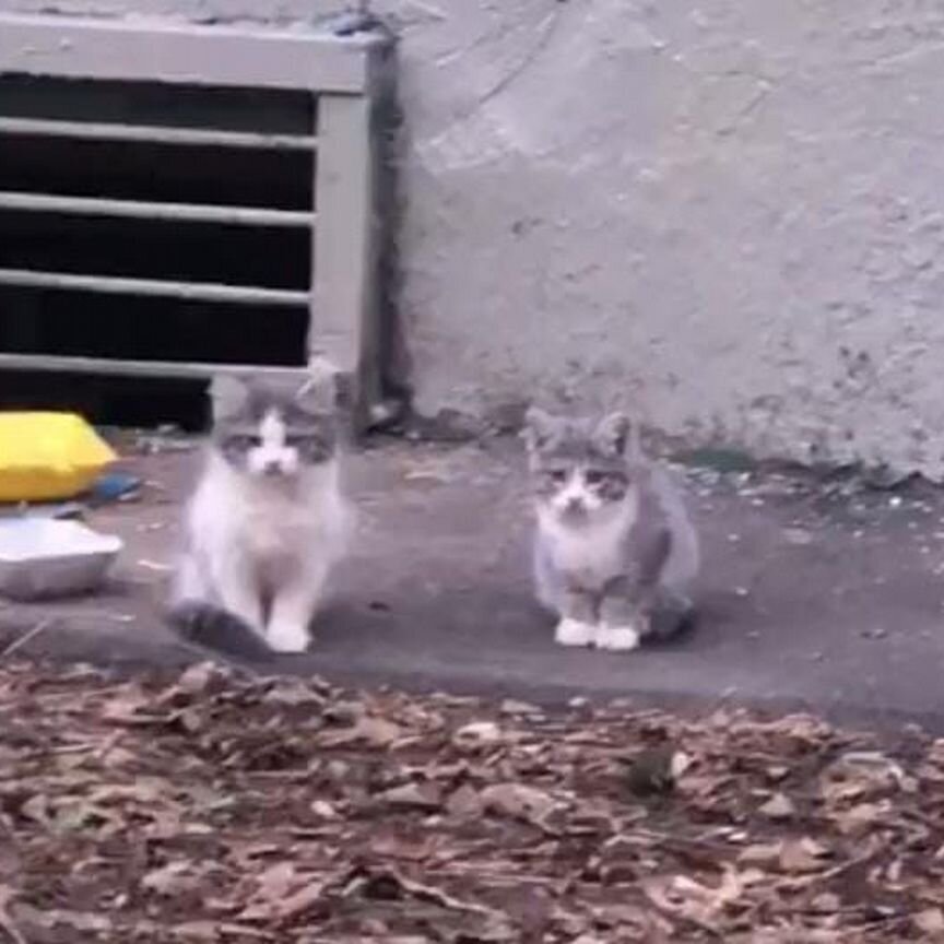 Сжальтесь над малышатами