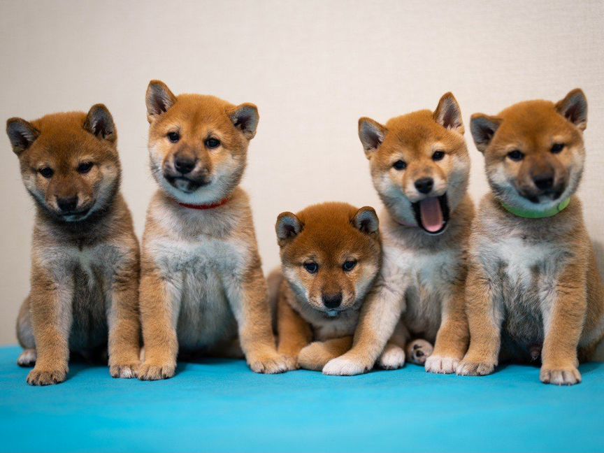 Продается очень красивая девочка сиба ину