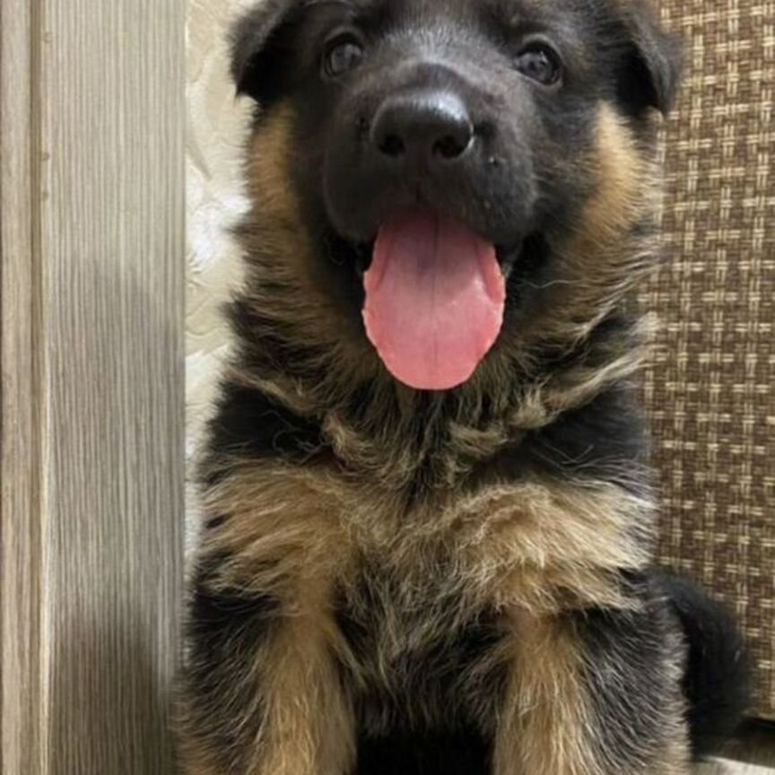 Щенки немецкой овчарки