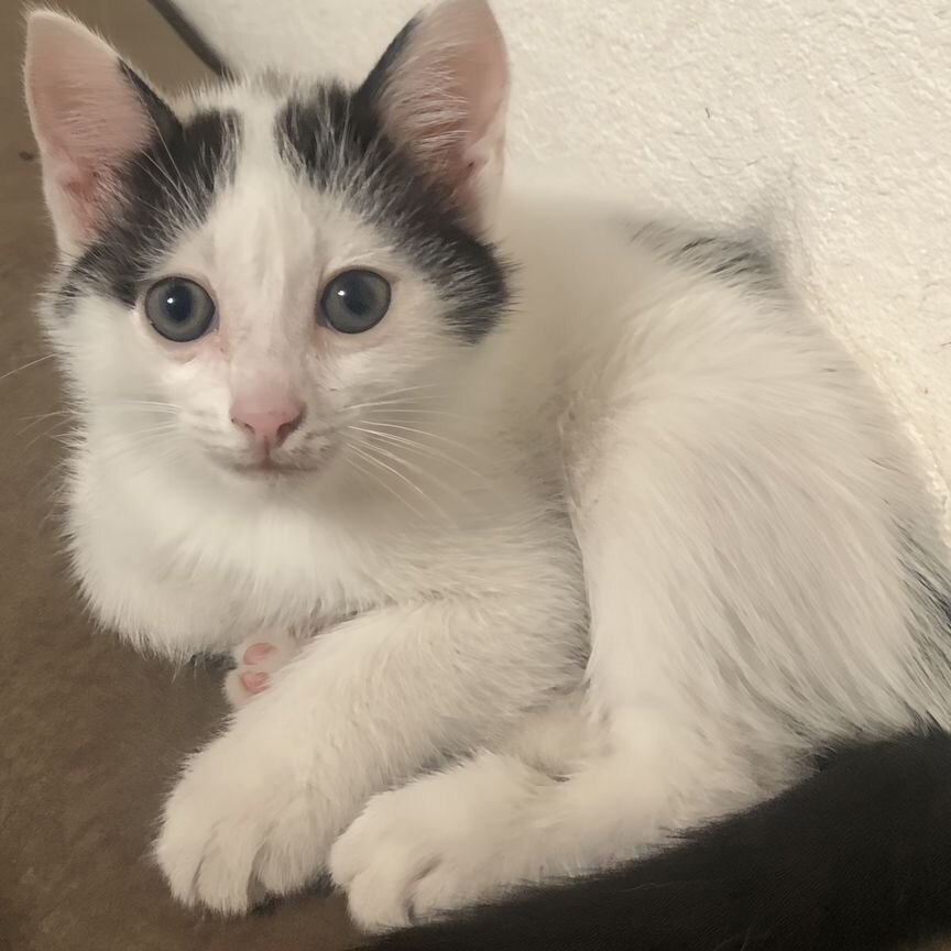 Котёнок в добрые руки