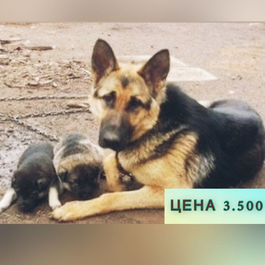 Немецкая овчарка, щенок