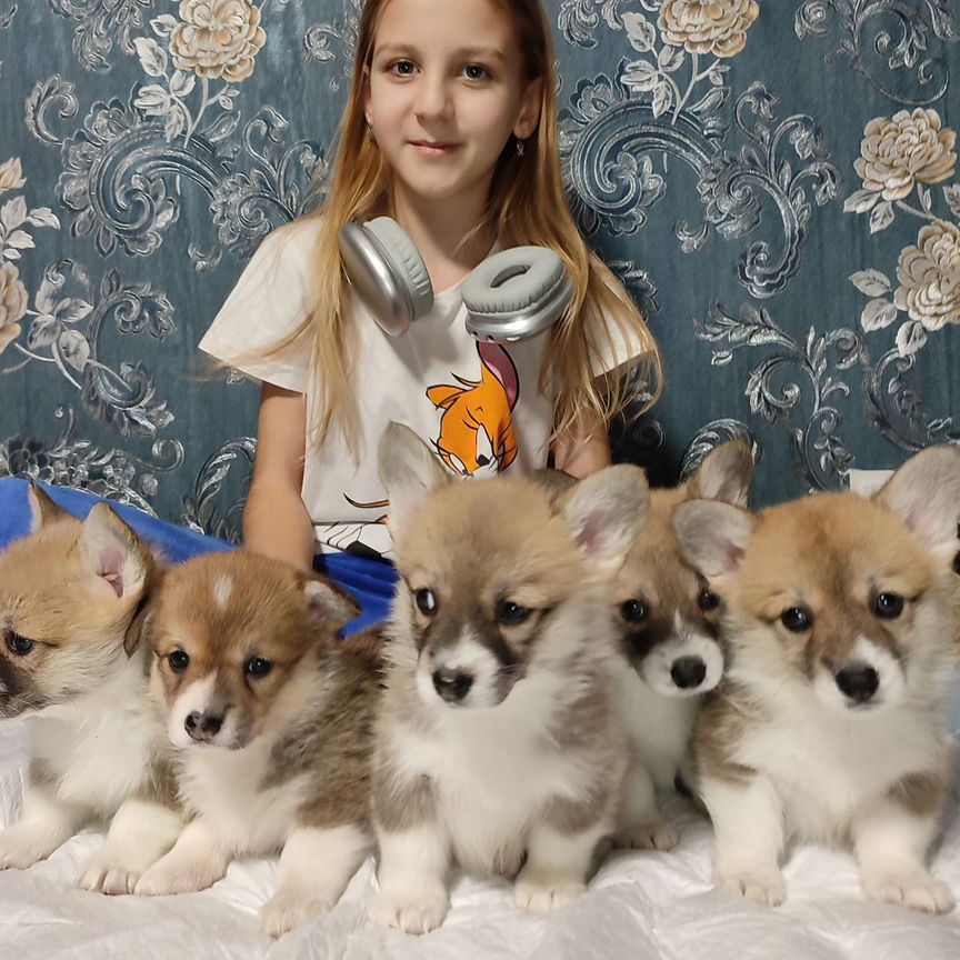 Вельш-корги пемброк