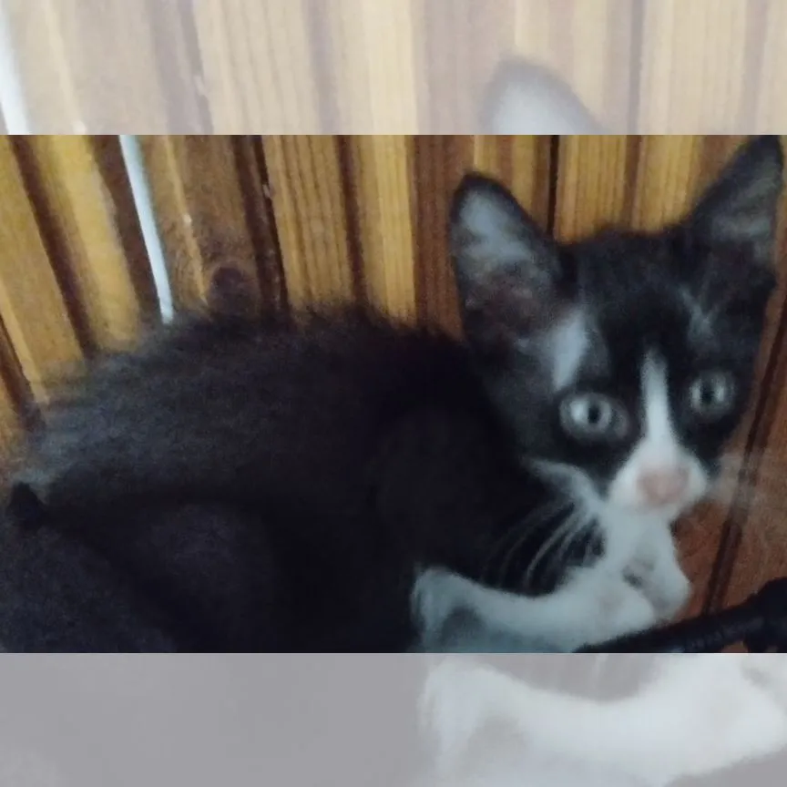 Котята отдам в добрые руки бесплатно