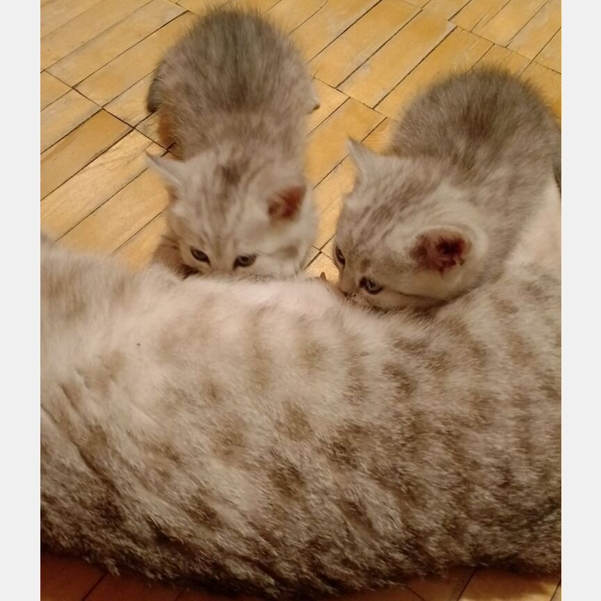 Британские котята