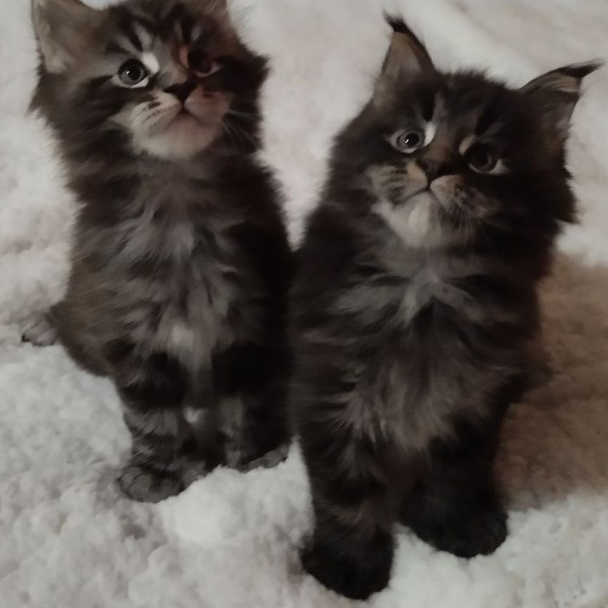 Мейн-кун котёнок