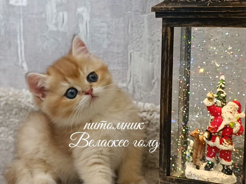 Золотая шиншилла девочка