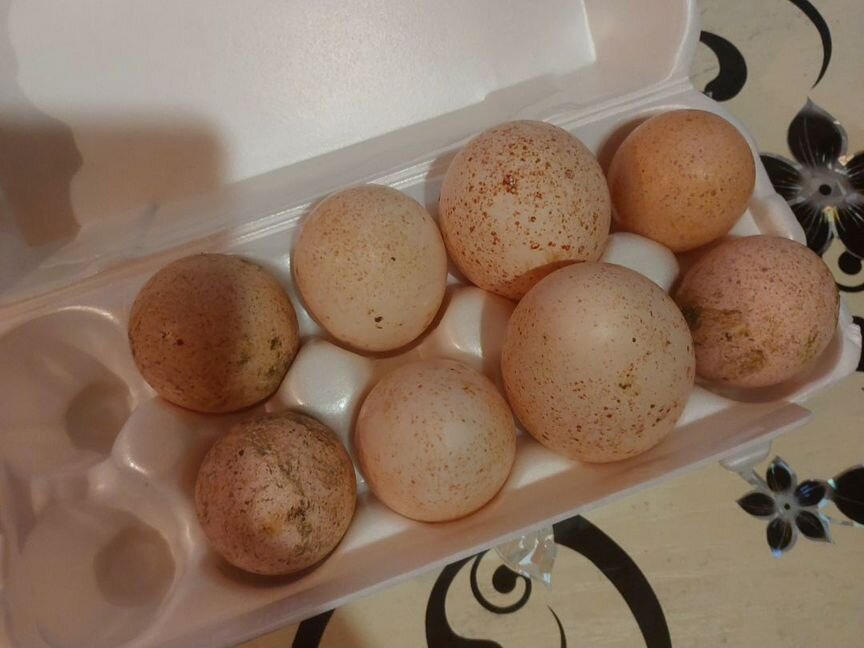 Продам инкубационное индюшиные яйца