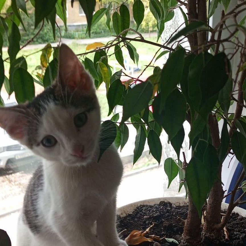Котёнок в добрые руки бесплатно