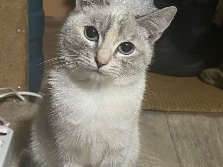 Охос азулес, кошечка