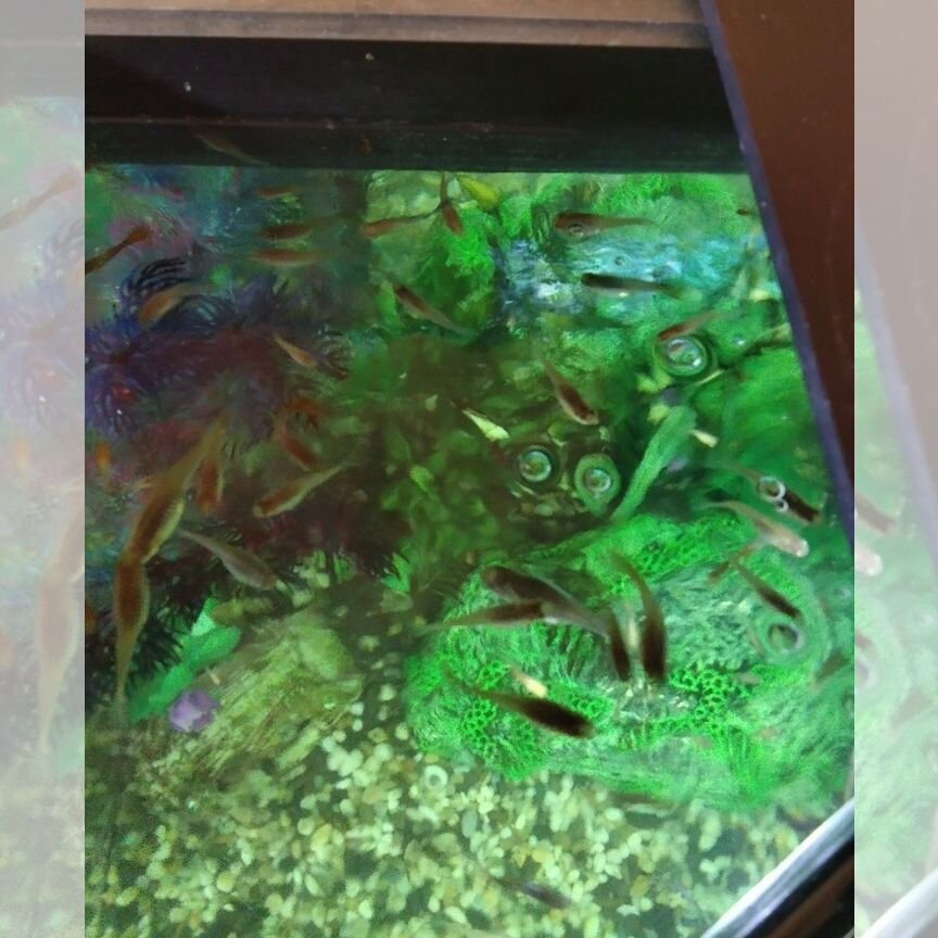 Гуппи подростки