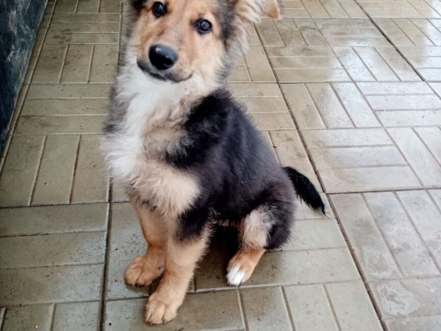 Щенок в добрые руки