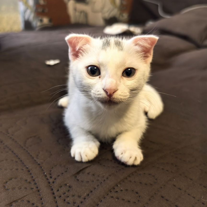 Котята в добрые руки бесплатно девочка 2 месяца