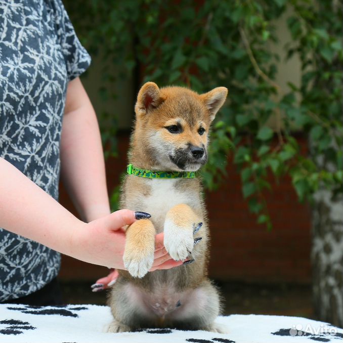 Чудо мальчик сиба