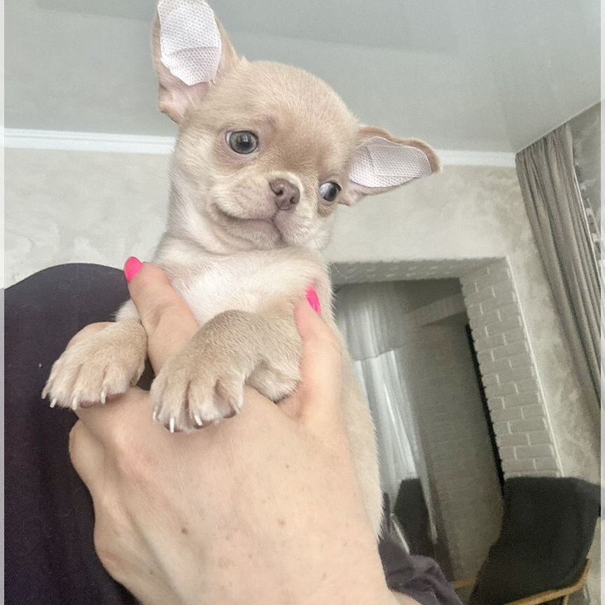 Мальчик изабелла super курносый