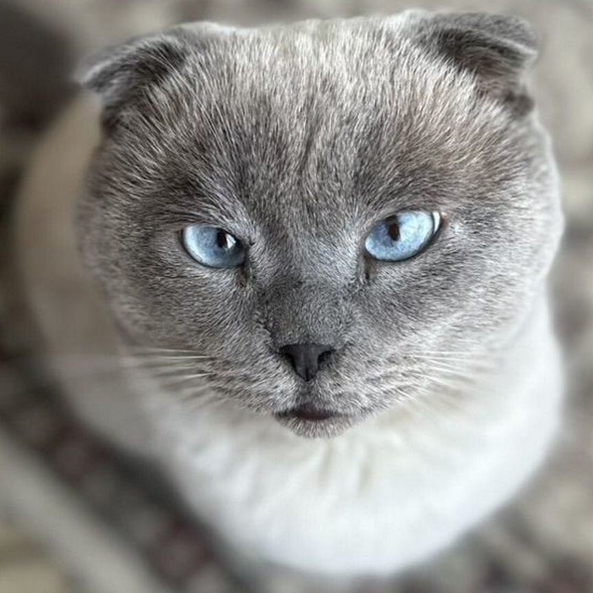 Нужна невевеста коту