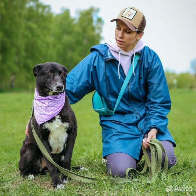 Нежная милая собака в дар