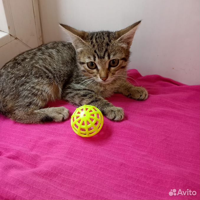 Котенок Ханна в хорошие руки бесплатно