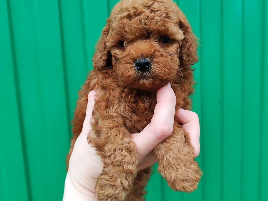 Той Пудель Рэд Браун