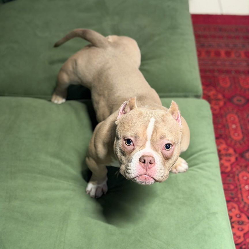 Американский булли, щенок
