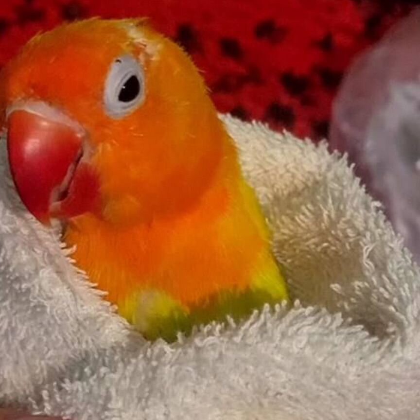 Попугай неразлучники