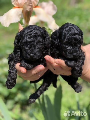 Той пуделечки