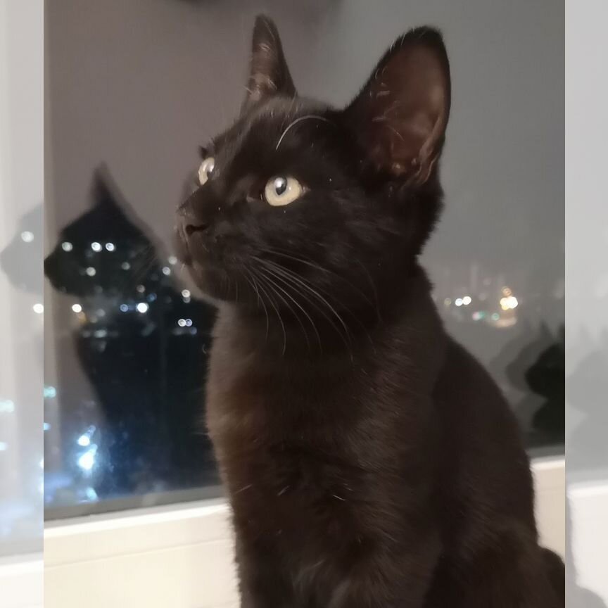 Масон - чёрный котенок