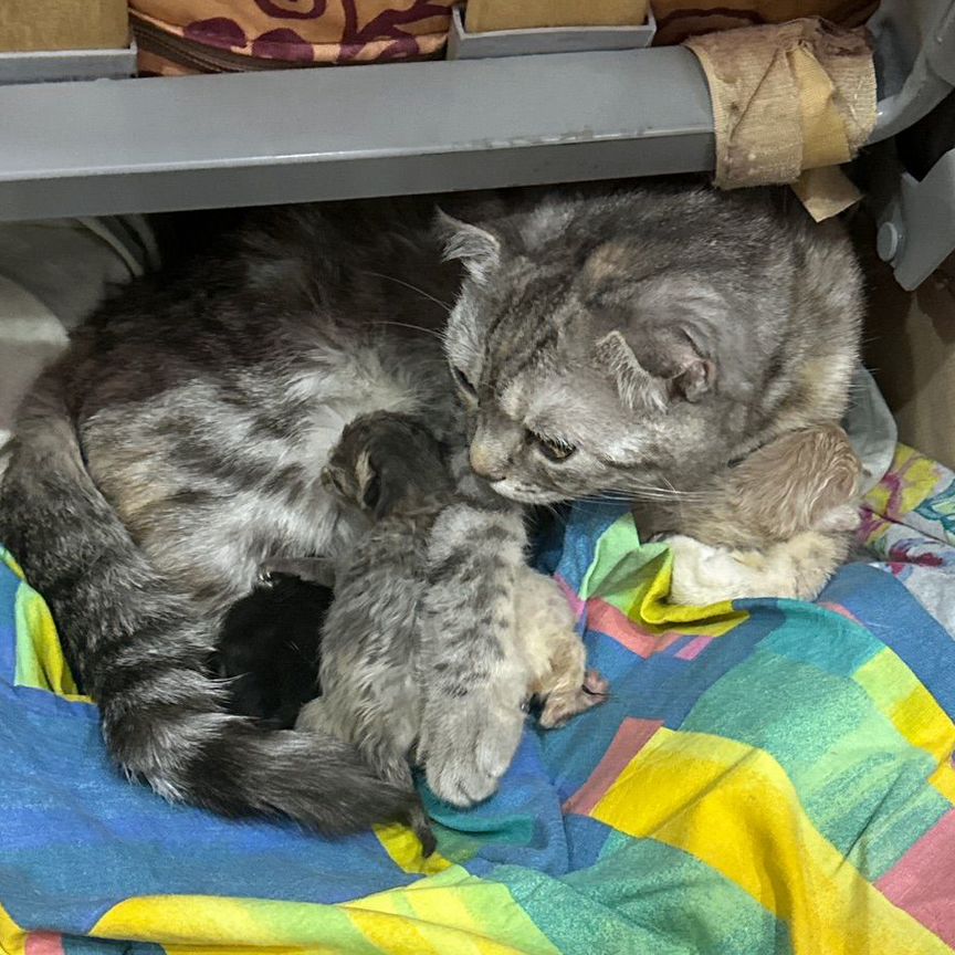 Шотландский вислоухий короткошёрстный котёнок