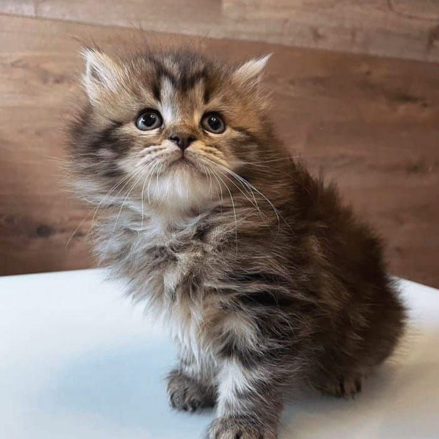 Шотландские прямоухие котята