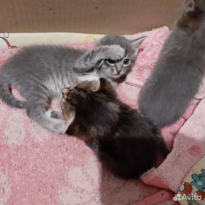 Катята в доброе руки