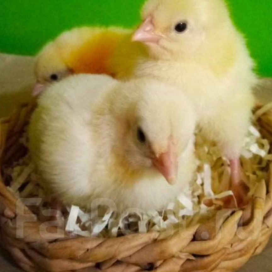 Виду запись кобб500,утка