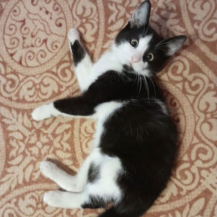 Котенок в добрые руки бесплатно