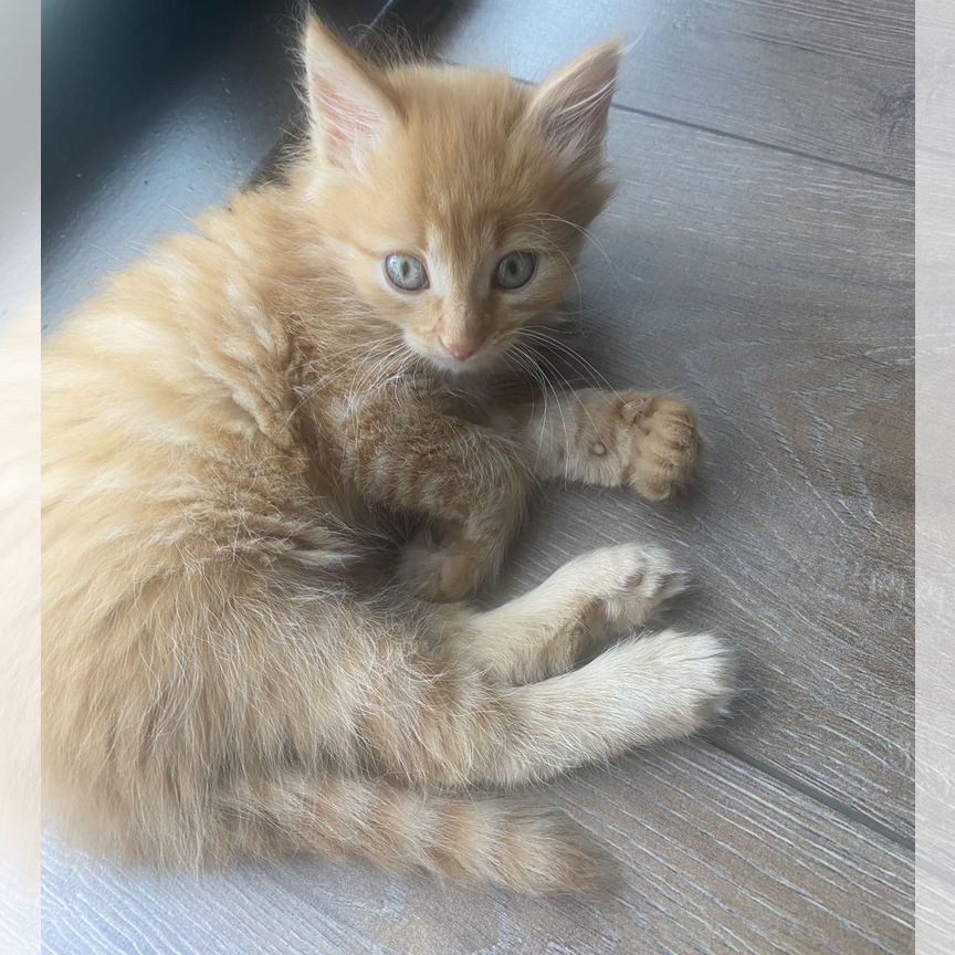 Рыжий котенок