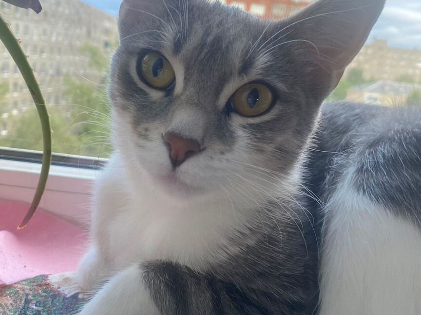 Кошка