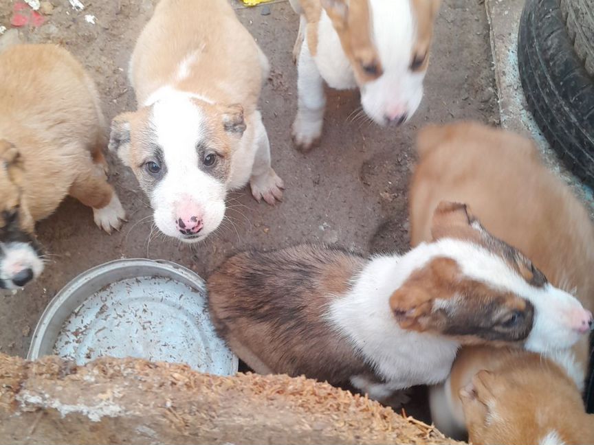 Родители щеният