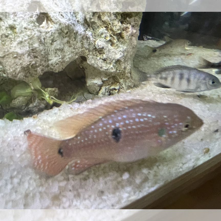 Аквариумные рыбки