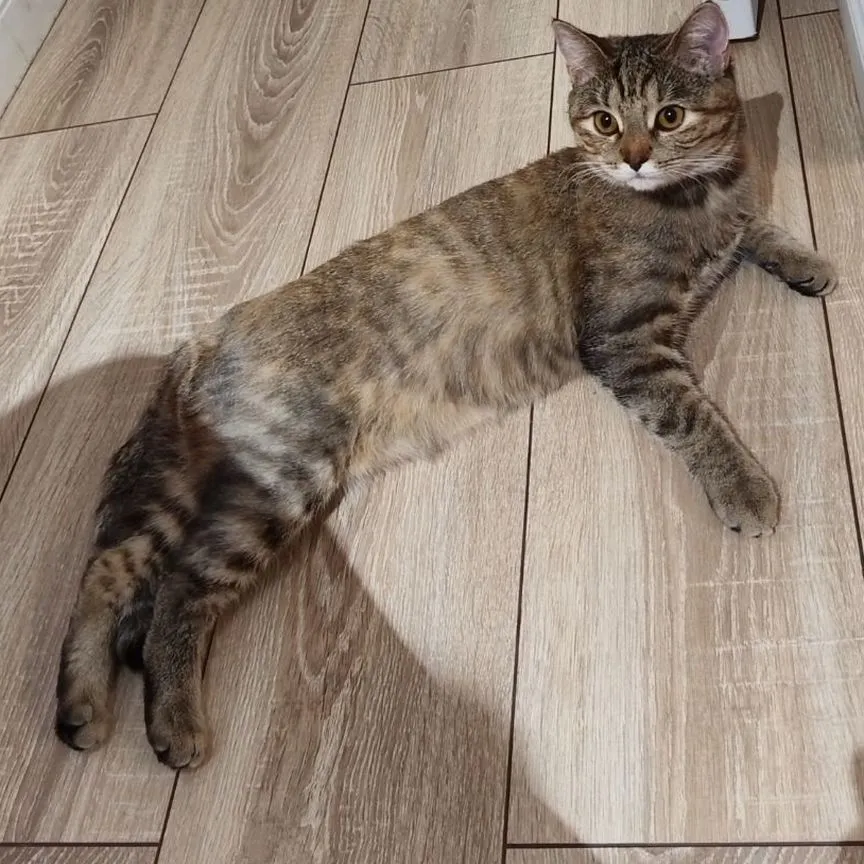 Ищем кота на вязку