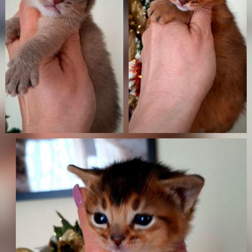 Абиссинский котёнок