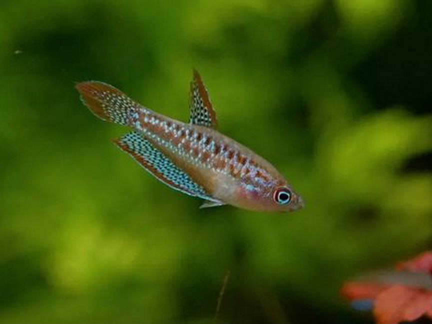 Карликовые гурами - Trichopsis pumila