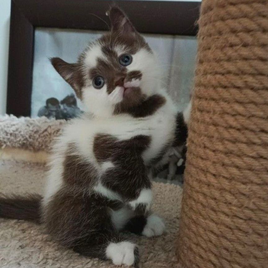 Кинкалоу котёнок