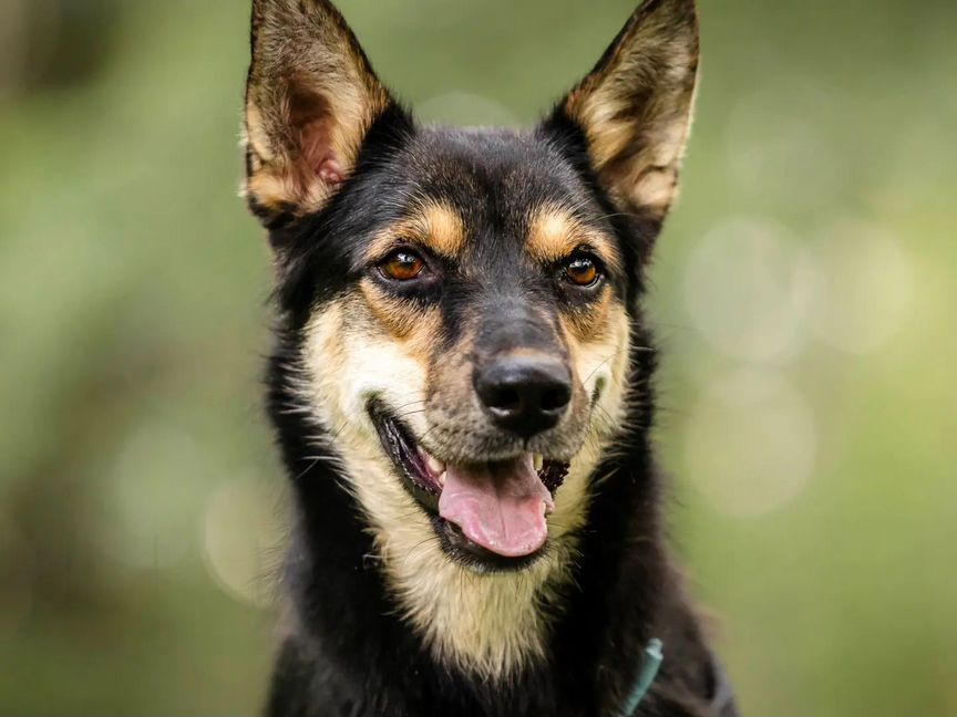 Чейз в беде