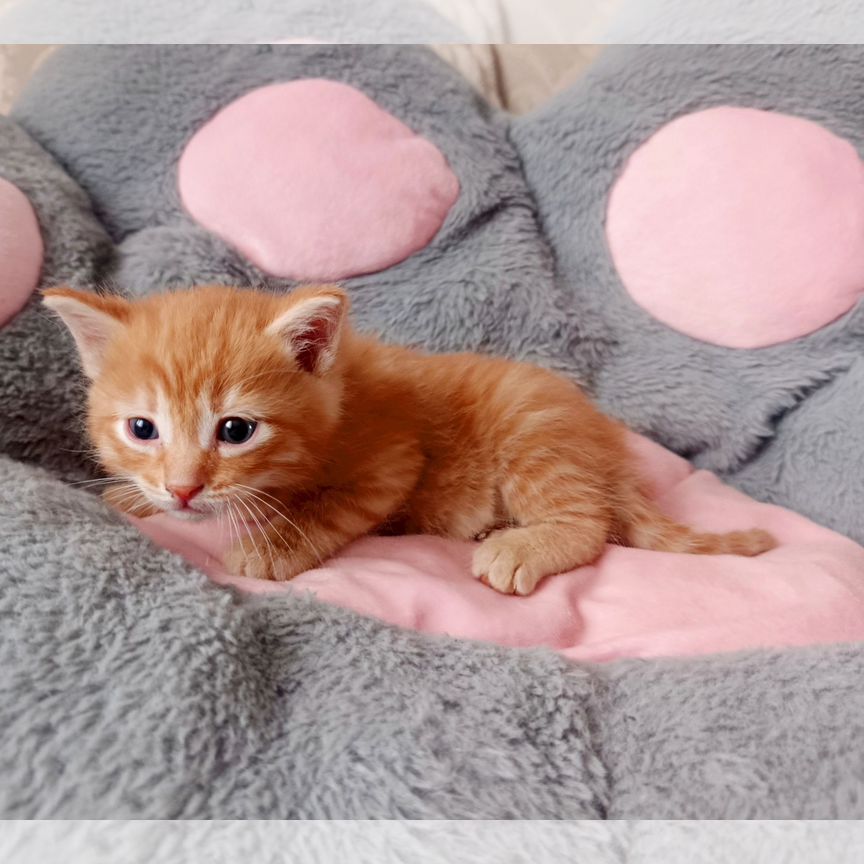Котёнок в добрые руки