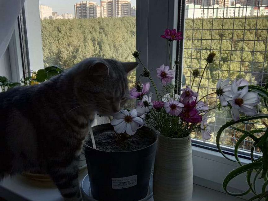 Сетки антикошка на окна