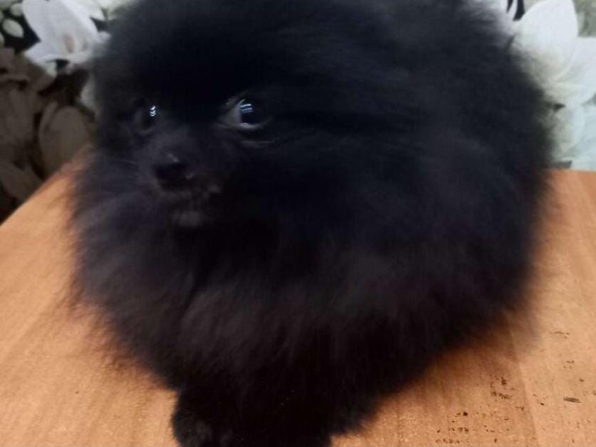 Собака мини шпиц