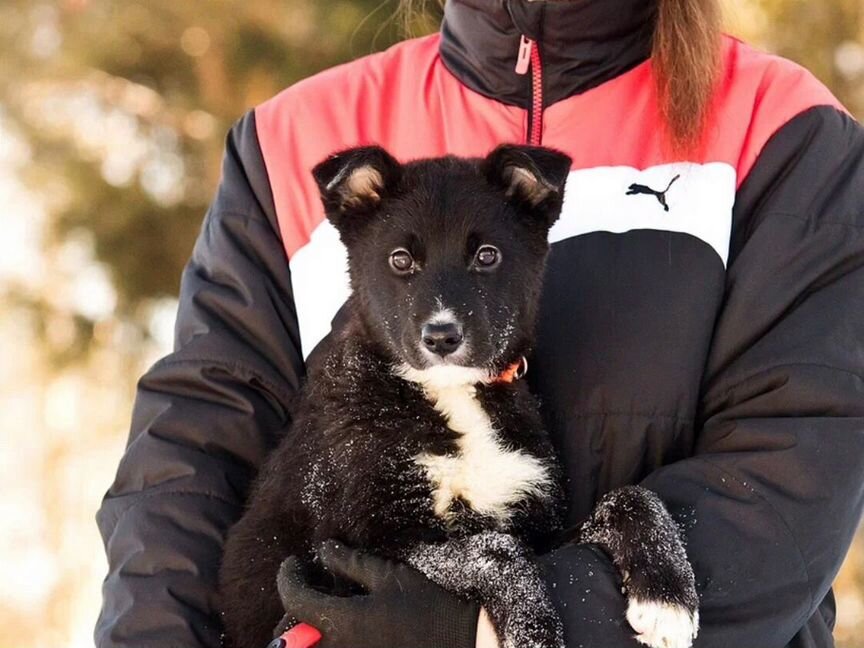 Щенок в добрые руки бесплатно