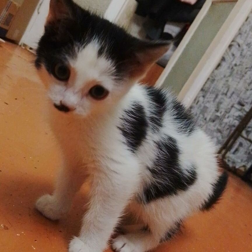 Котёнок в добрые руки