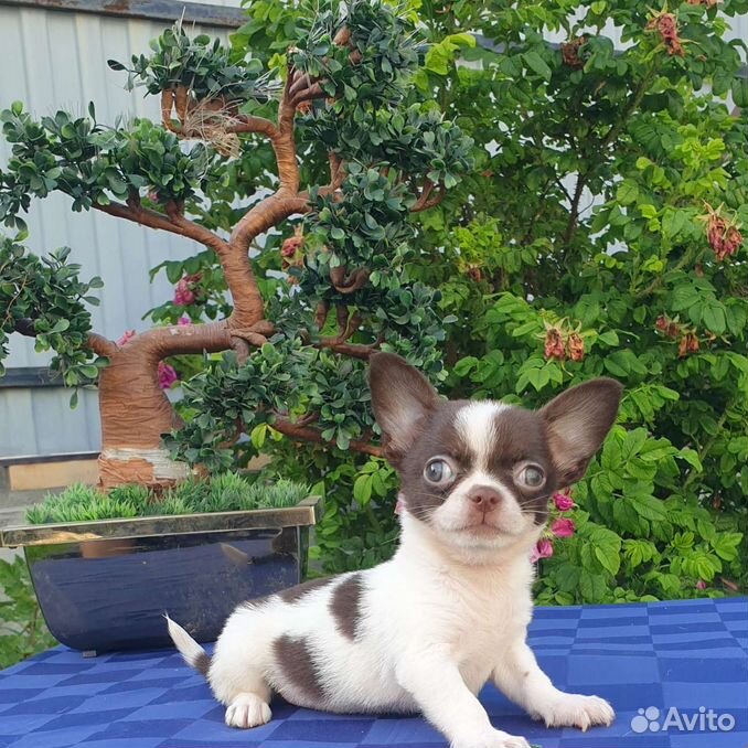 Супер мини Мальчики курносые Чихуахуа